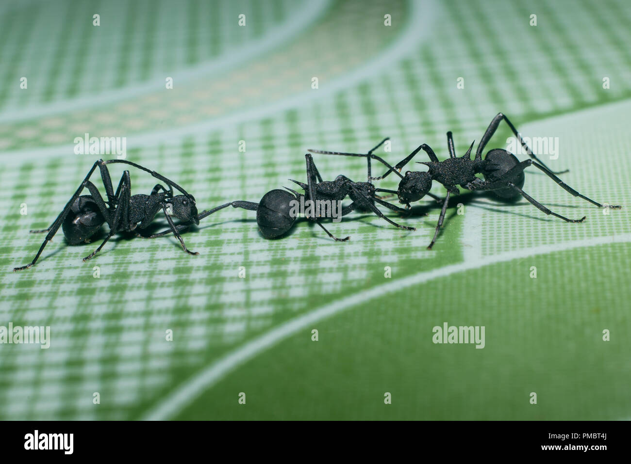 insect war with three black thorn ants fighting bite one another with ...