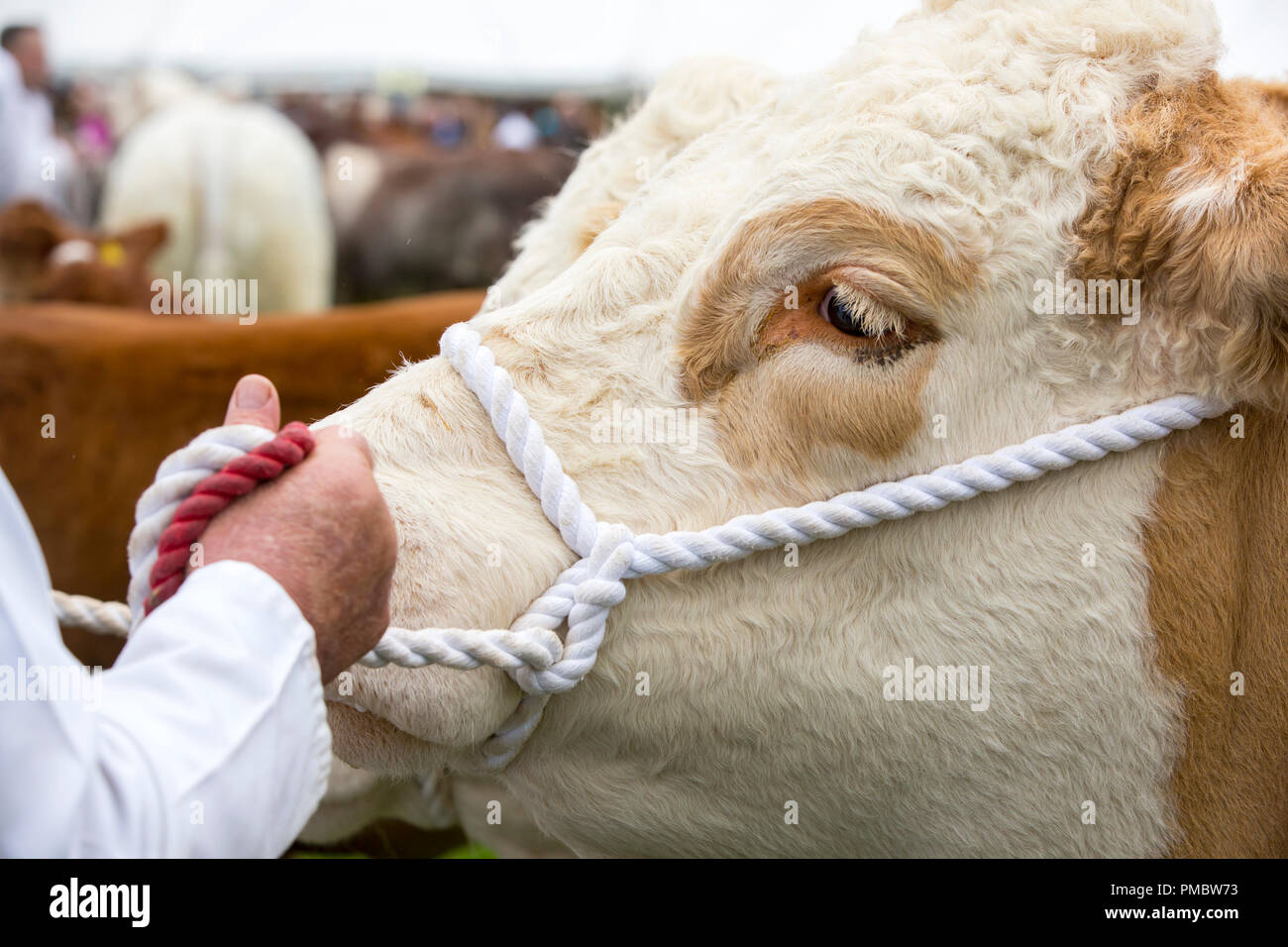 French simmental hi-res stock photography and images - Alamy