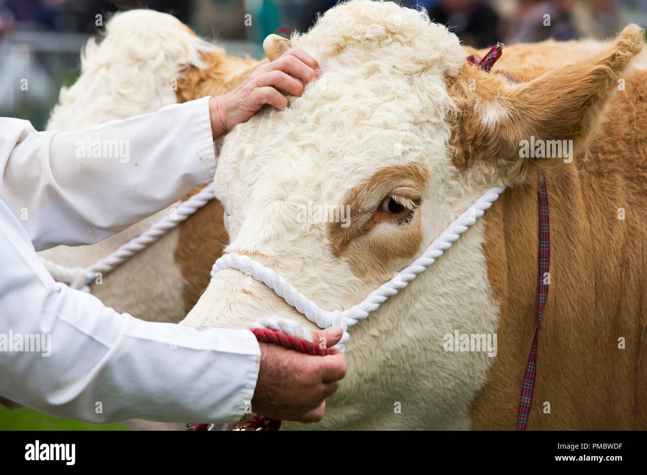 French simmental hi-res stock photography and images - Alamy