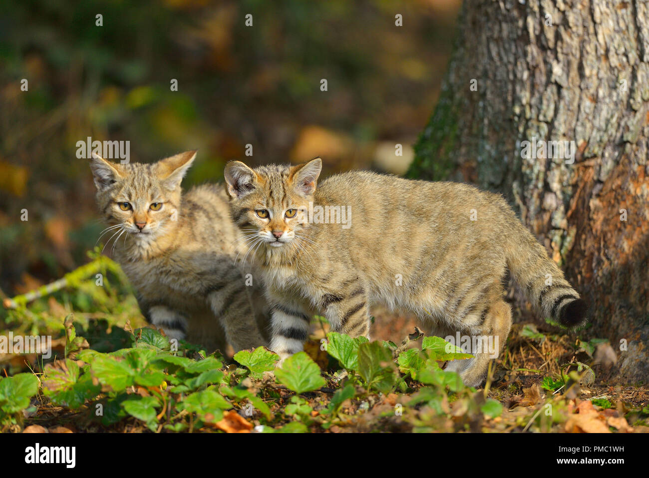 Wildcat, Felis silvestris, two Kittens, Germany Stock Photo - Alamy