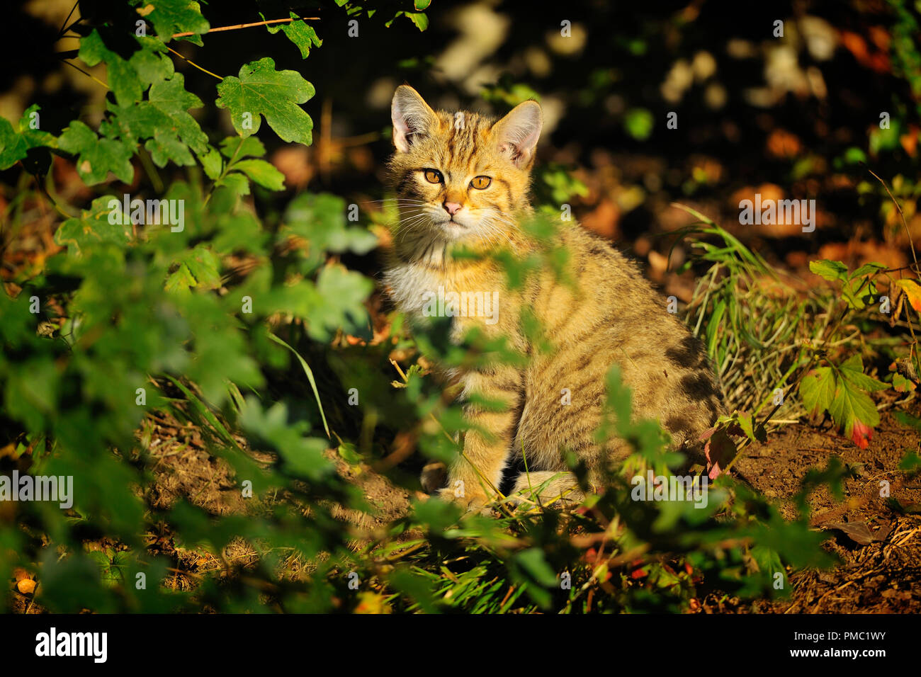 European wildcat forest wildcat felis hi-res stock photography and ...