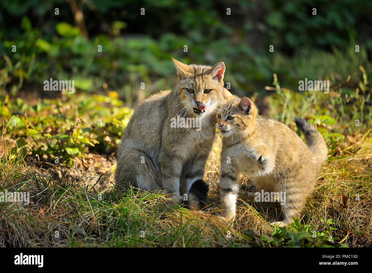 European wildcat cub hi-res stock photography and images - Alamy