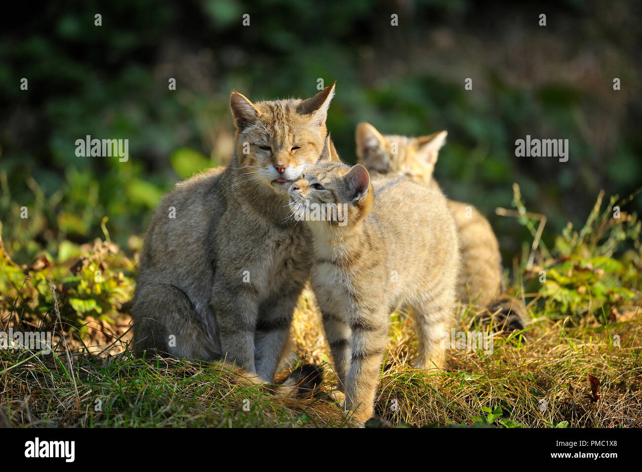 Wildcat, Felis silvestris, Mother and Cubs, Germany Stock Photo - Alamy