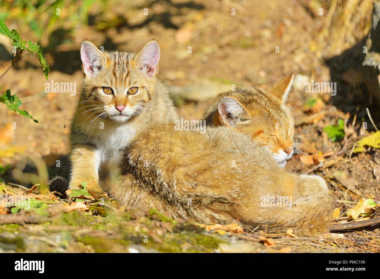 European wildcat cub hi-res stock photography and images - Alamy