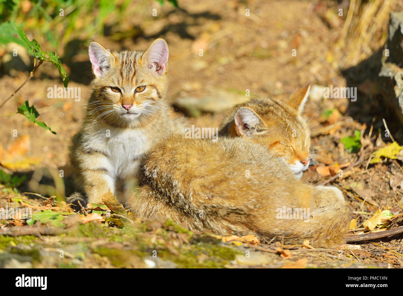 Cub germany hi-res stock photography and images - Alamy