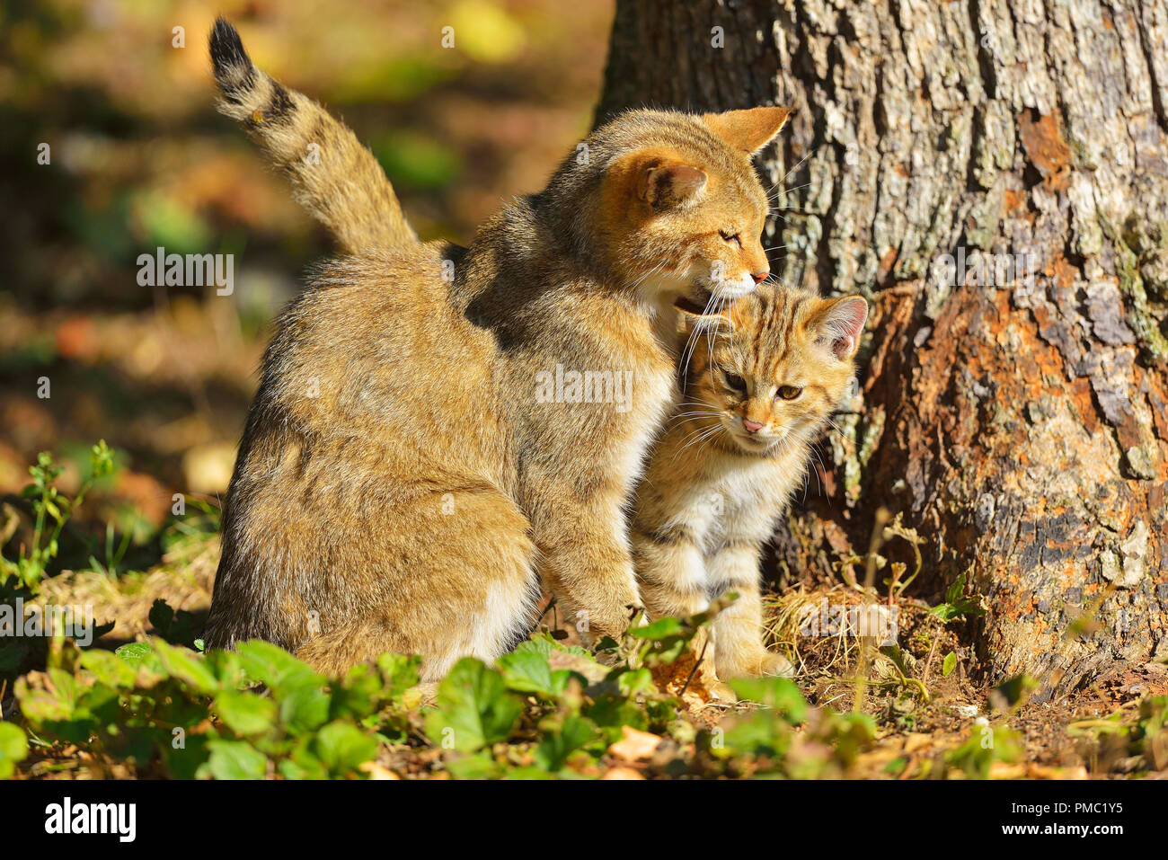 European wildcat cub hi-res stock photography and images - Alamy