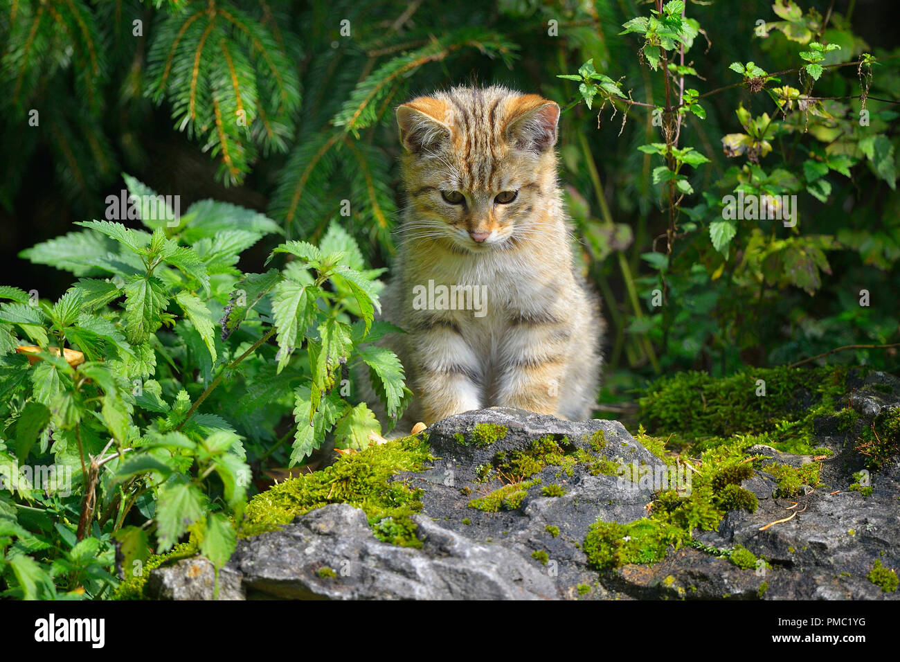 Young Wildcat, Felis silvestris, Germany Stock Photo - Alamy
