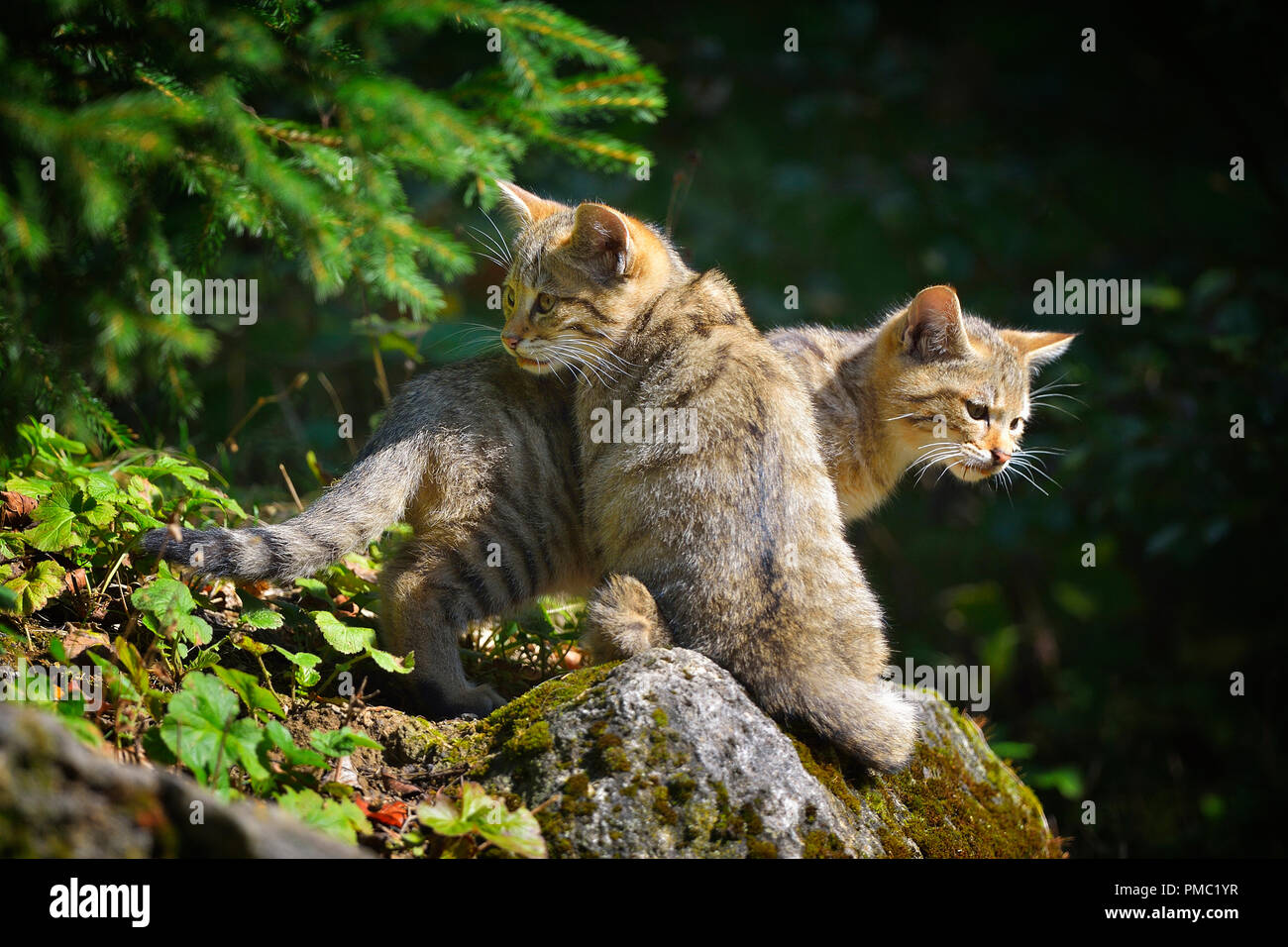 European wildcat kittens hi-res stock photography and images - Alamy