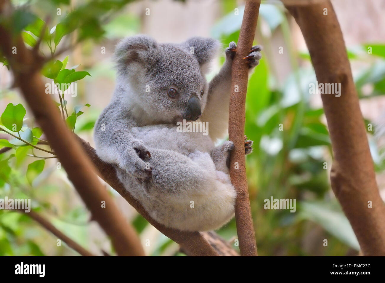 Baby koala hi-res stock photography and images - Alamy