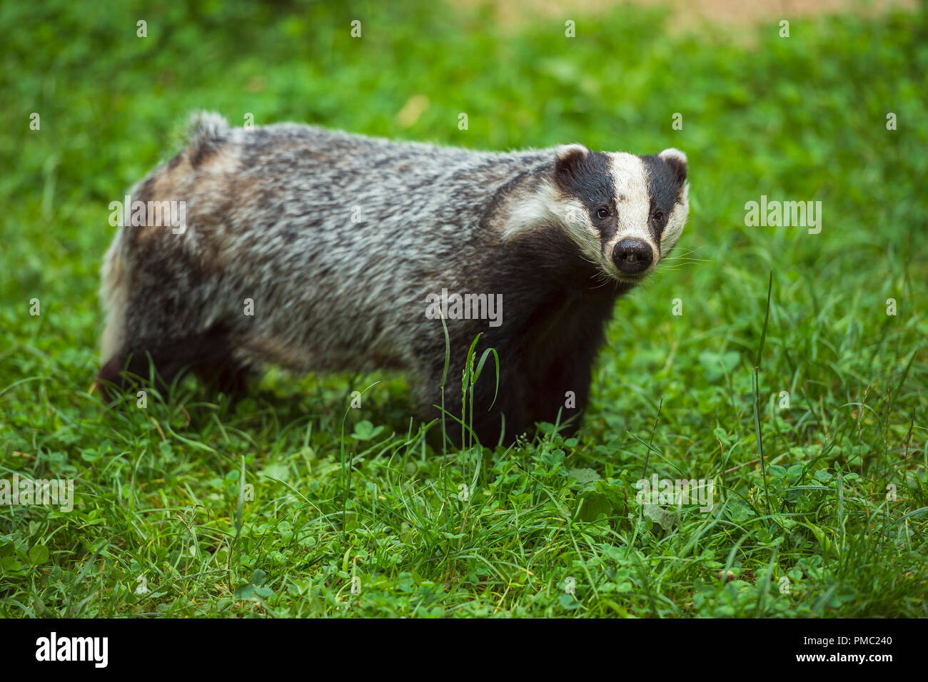 European Badger, Meles meles, Germany Stock Photo - Alamy