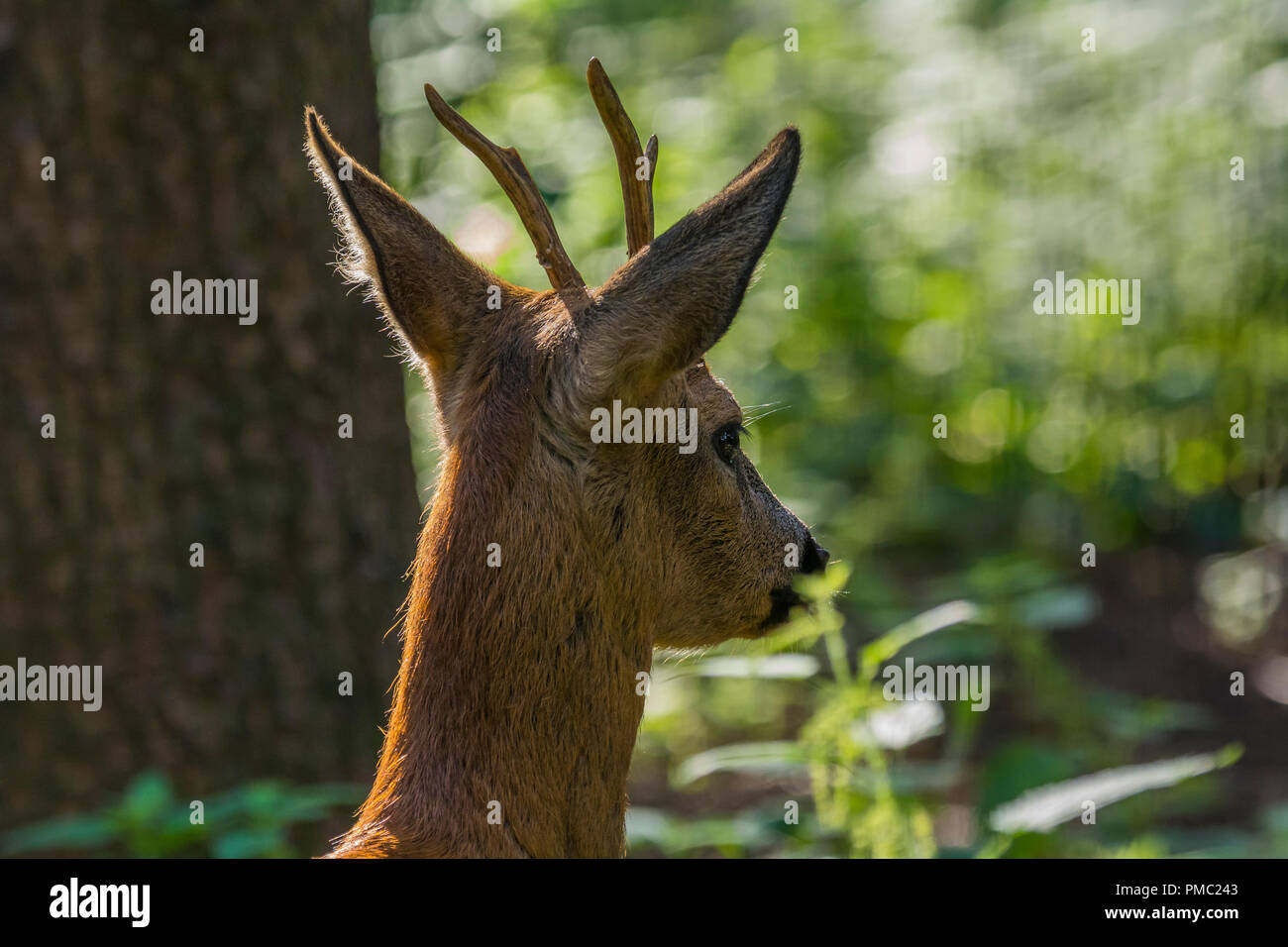 Rehbock capreolus capreolus hi-res stock photography and images - Alamy