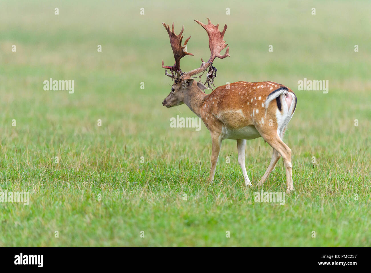 Fallow Deer, Dama dama, Deer Sweeps the Bast, Bavaria, Germany Stock ...