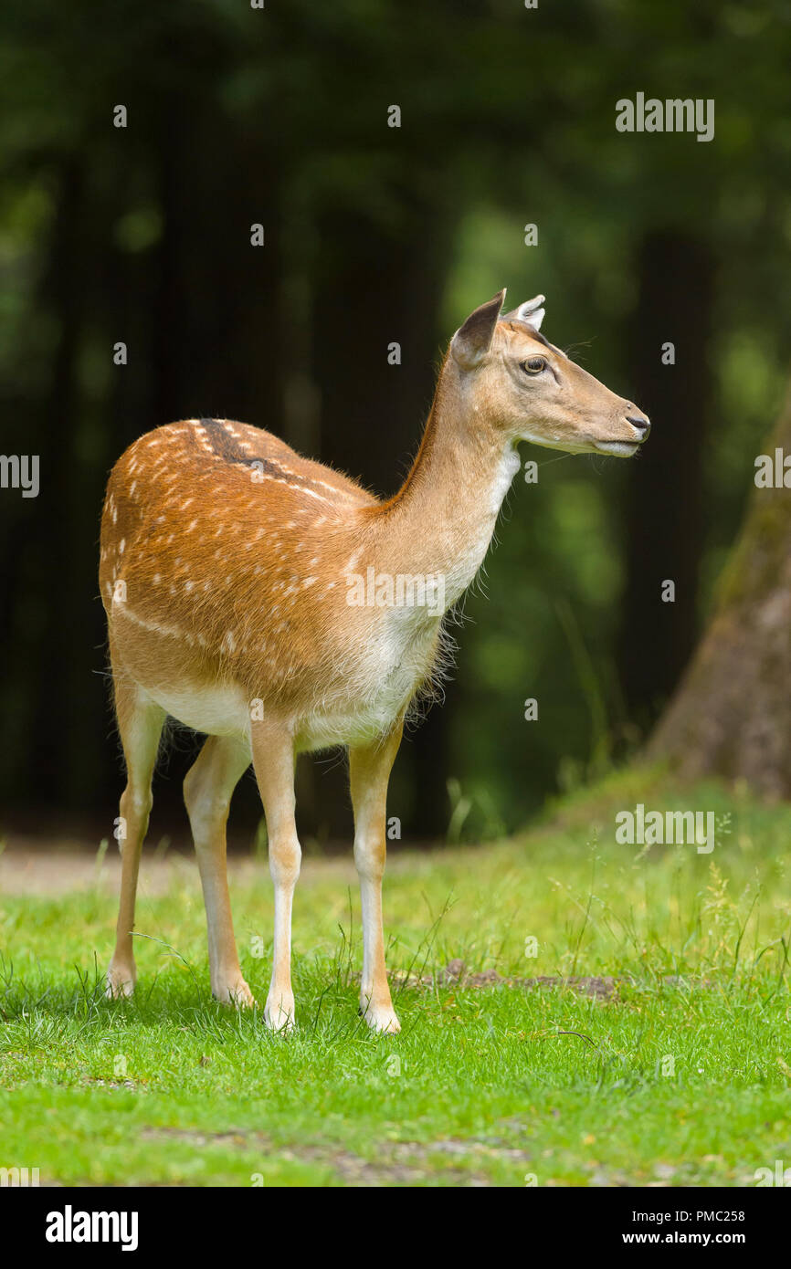 Dama image hi-res stock photography and images - Alamy