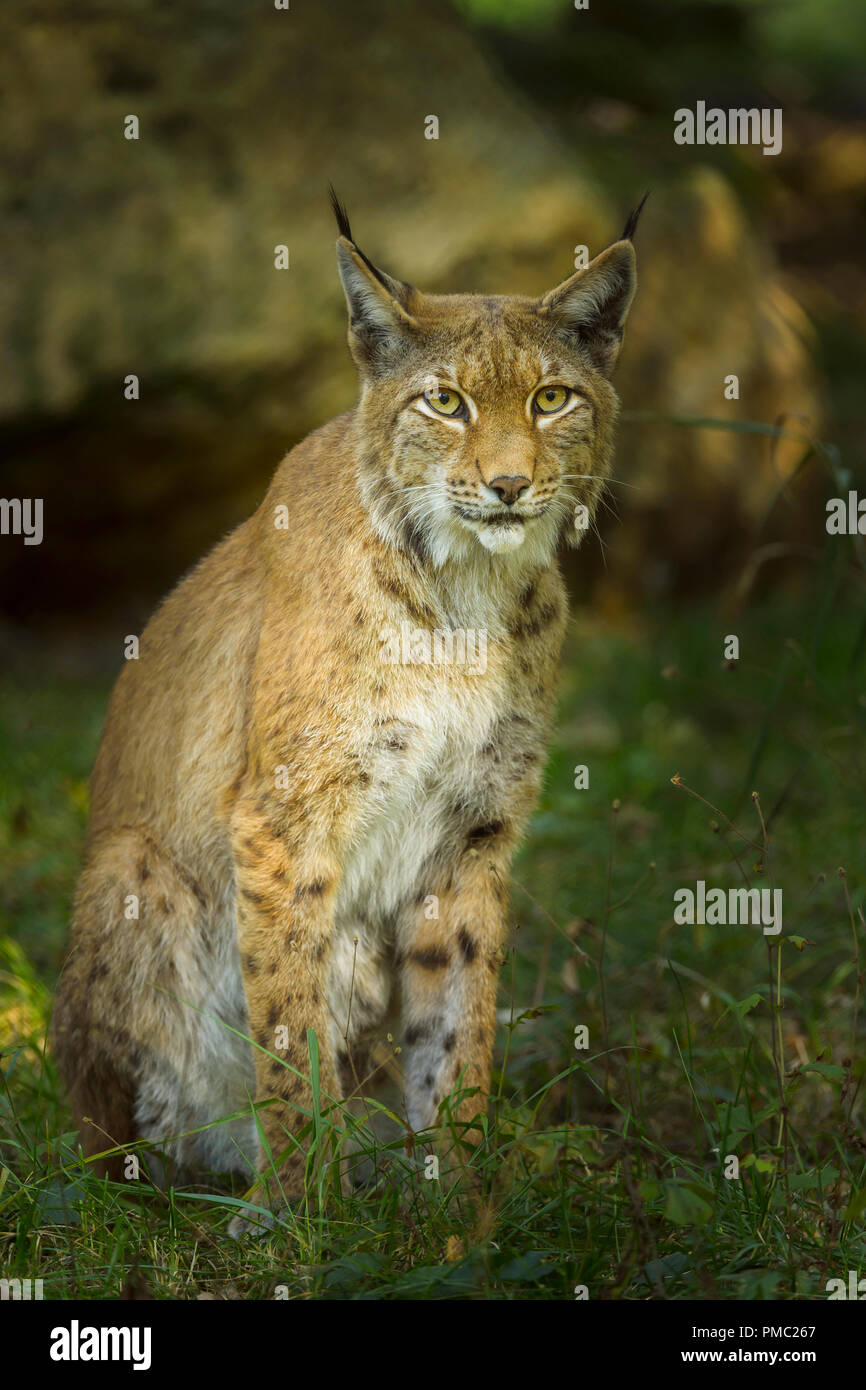 European Lynx, Lynx Lynx, Germany Stock Photo - Alamy