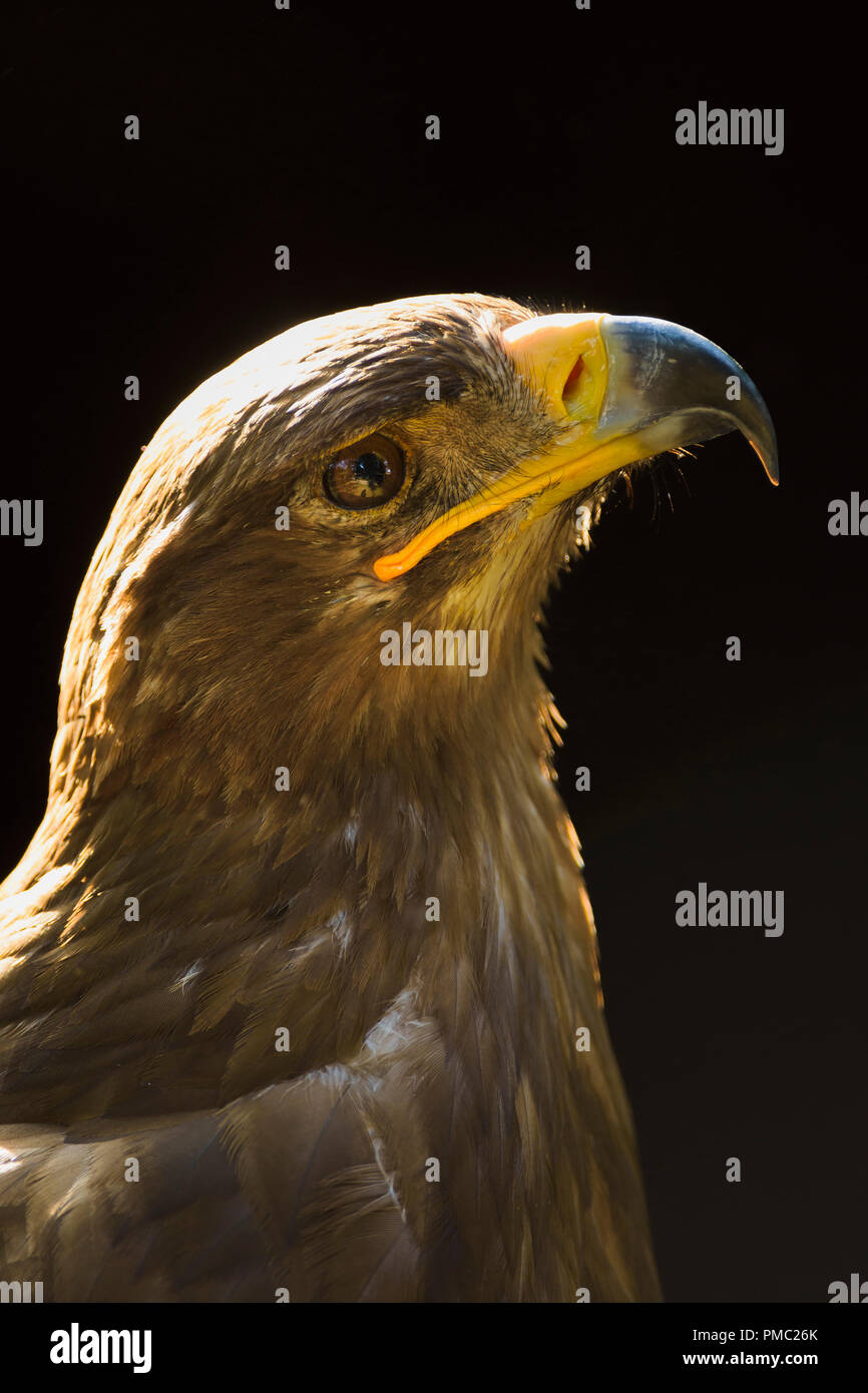 Steppe Eagle, Aquila nipalensis orientalis, Portrait, Bavaria, Germany ...