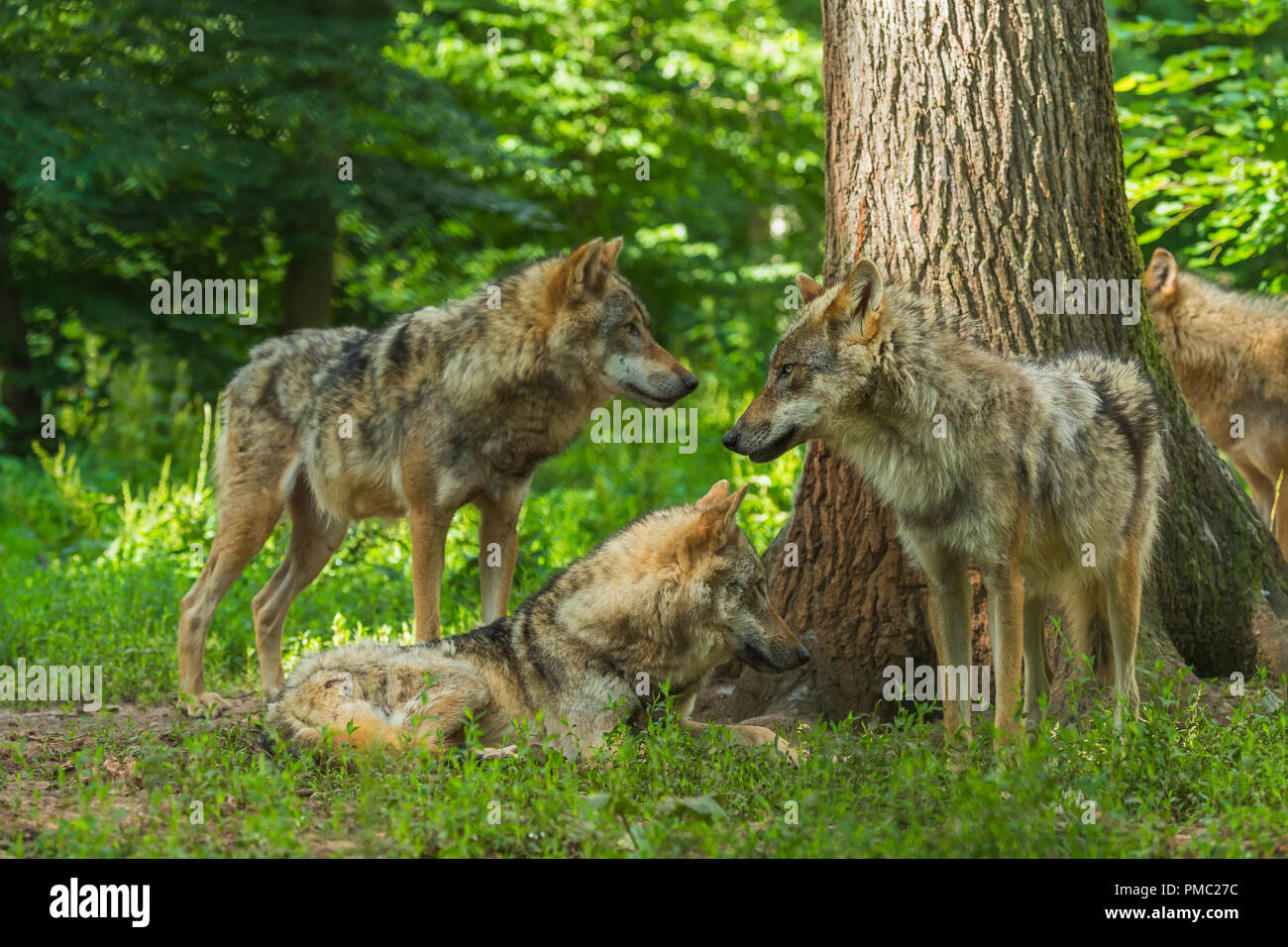 Gray wolf canis lupus group hi-res stock photography and images - Alamy
