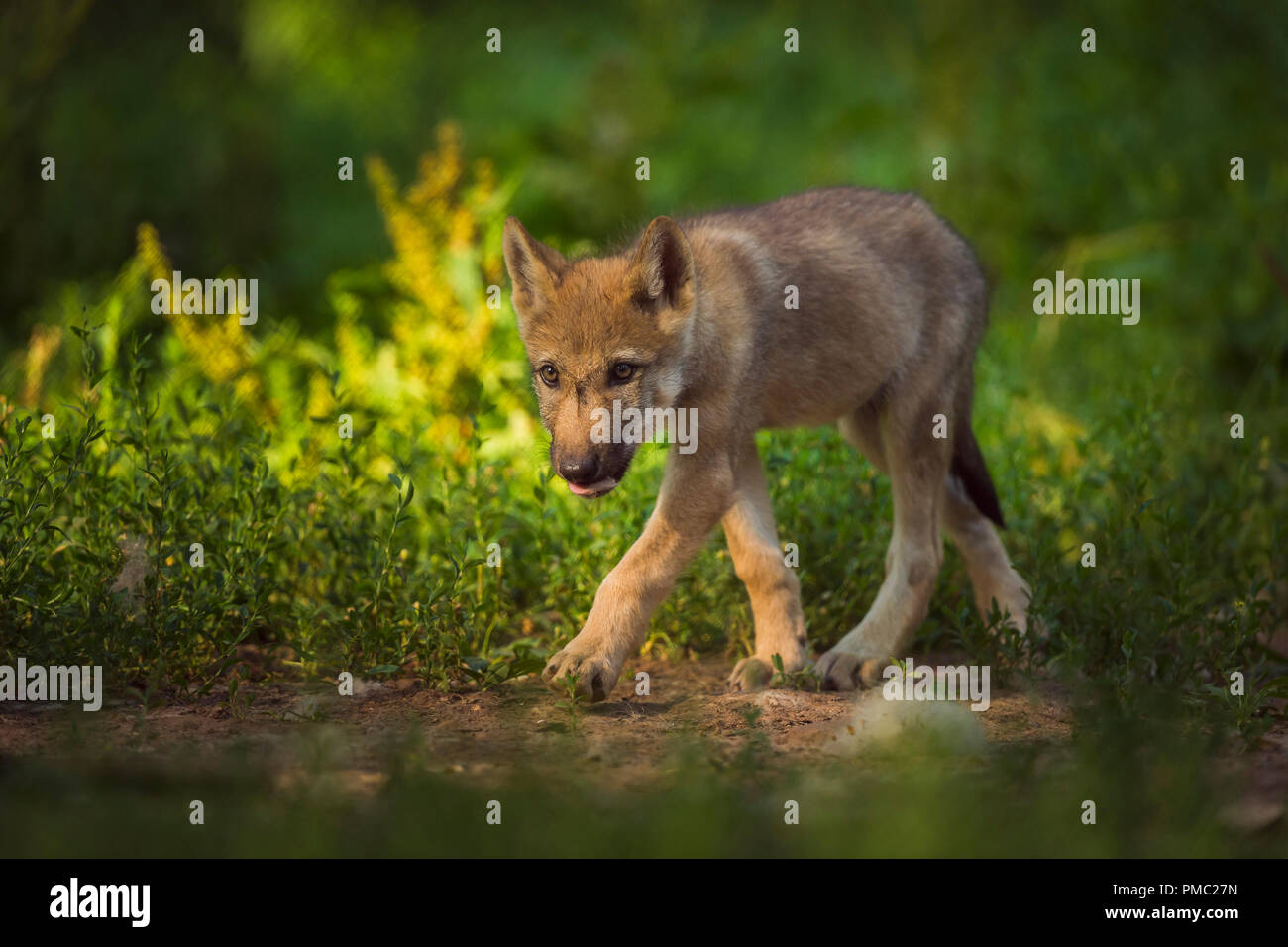 Baby gray wolf hi-res stock photography and images - Alamy