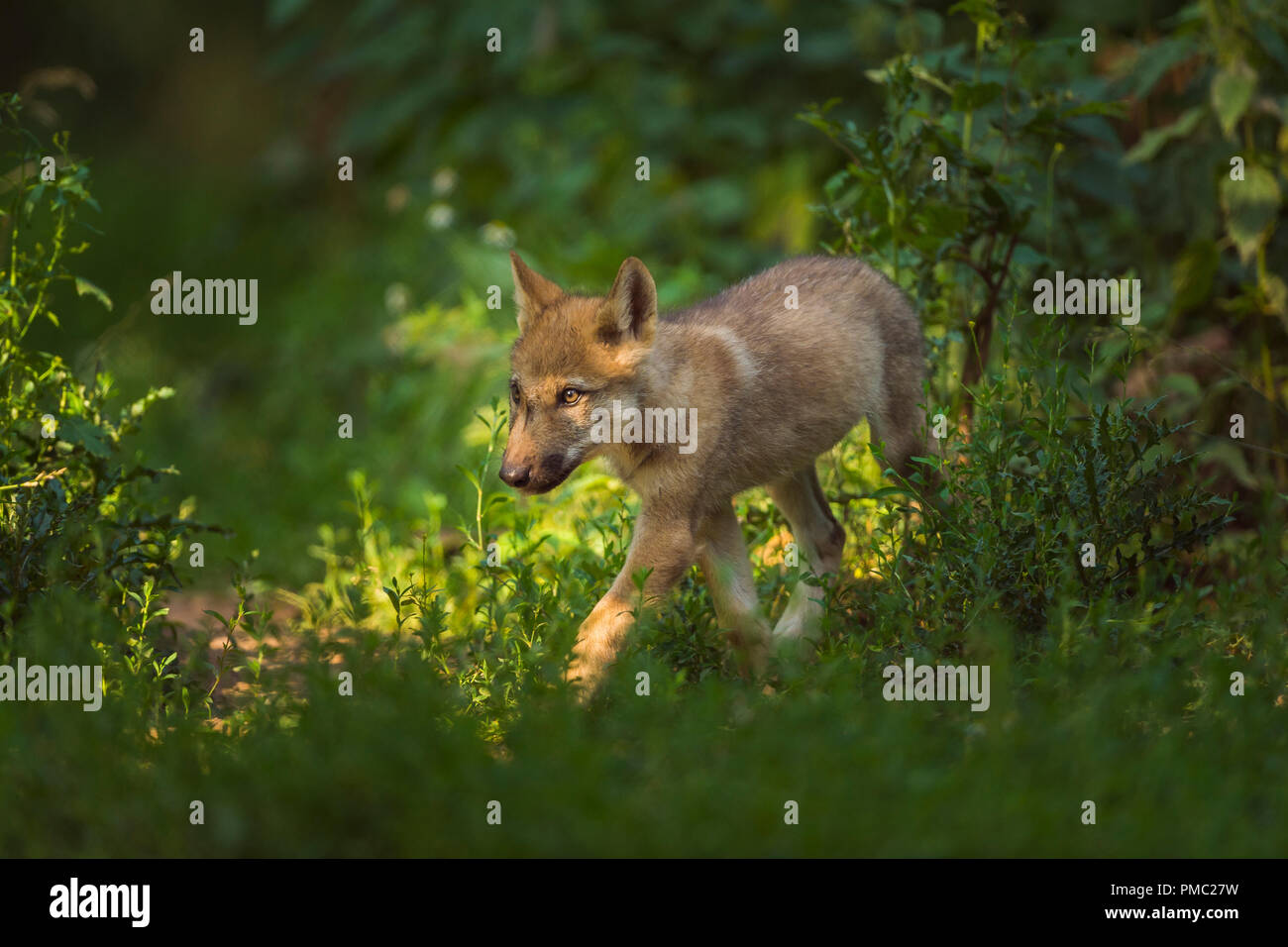 Baby gray wolf hi-res stock photography and images - Alamy