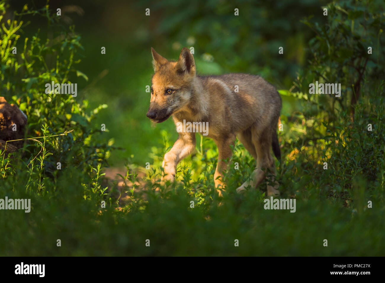 Baby gray wolf hi-res stock photography and images - Alamy
