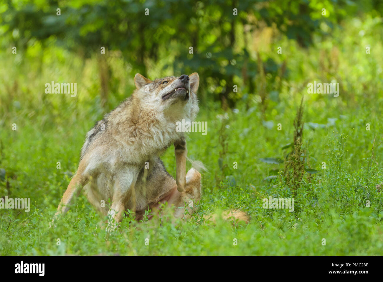 European Gray Wolf, Canis lupus lupus, Scratching, Germany Stock Photo ...