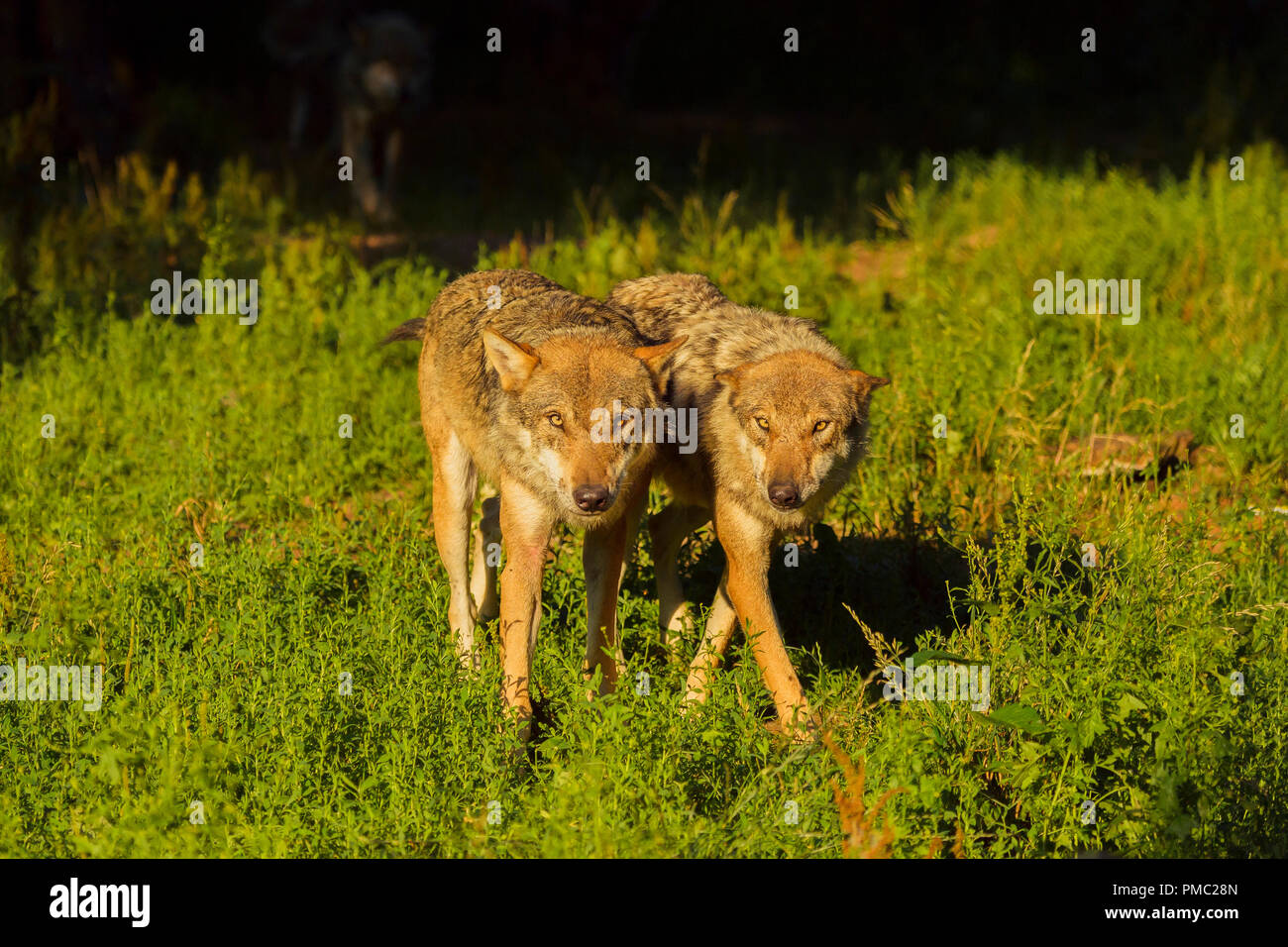 European Gray Wolf, Canis lupus lupus, two Wolves, Germany Stock Photo ...