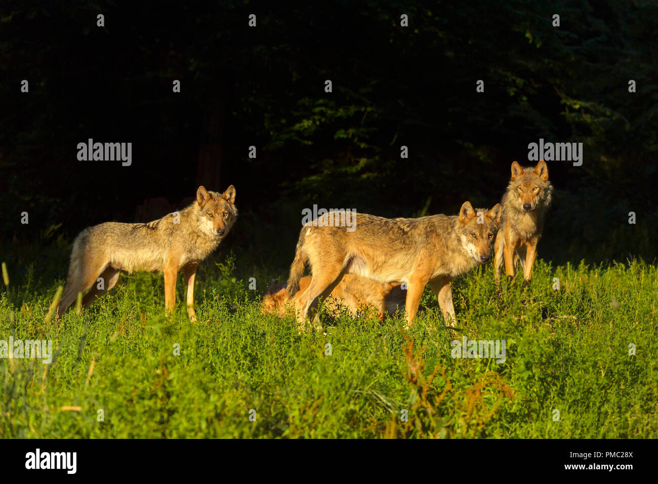 Timber or gray wolves canis lupus hi-res stock photography and images ...
