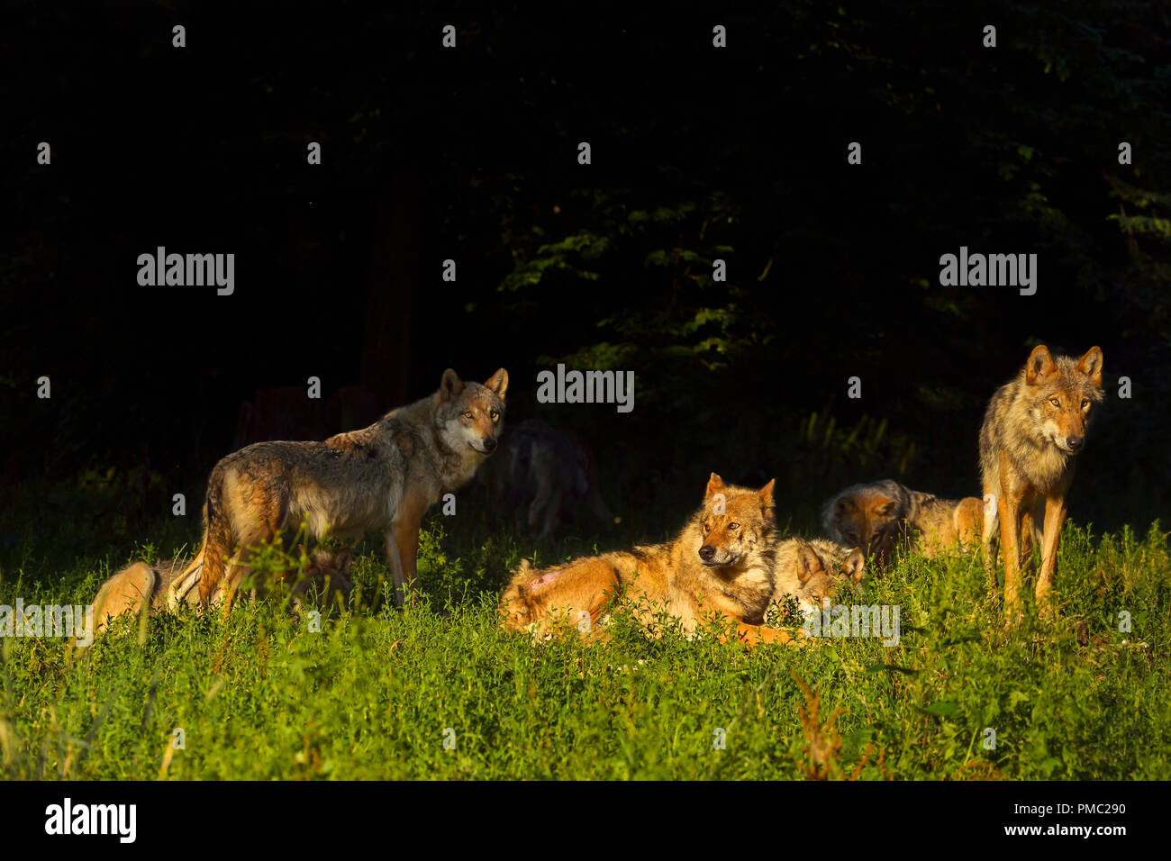 European Gray Wolf, Canis lupus lupus, Pack Wolves, Germany Stock Photo ...