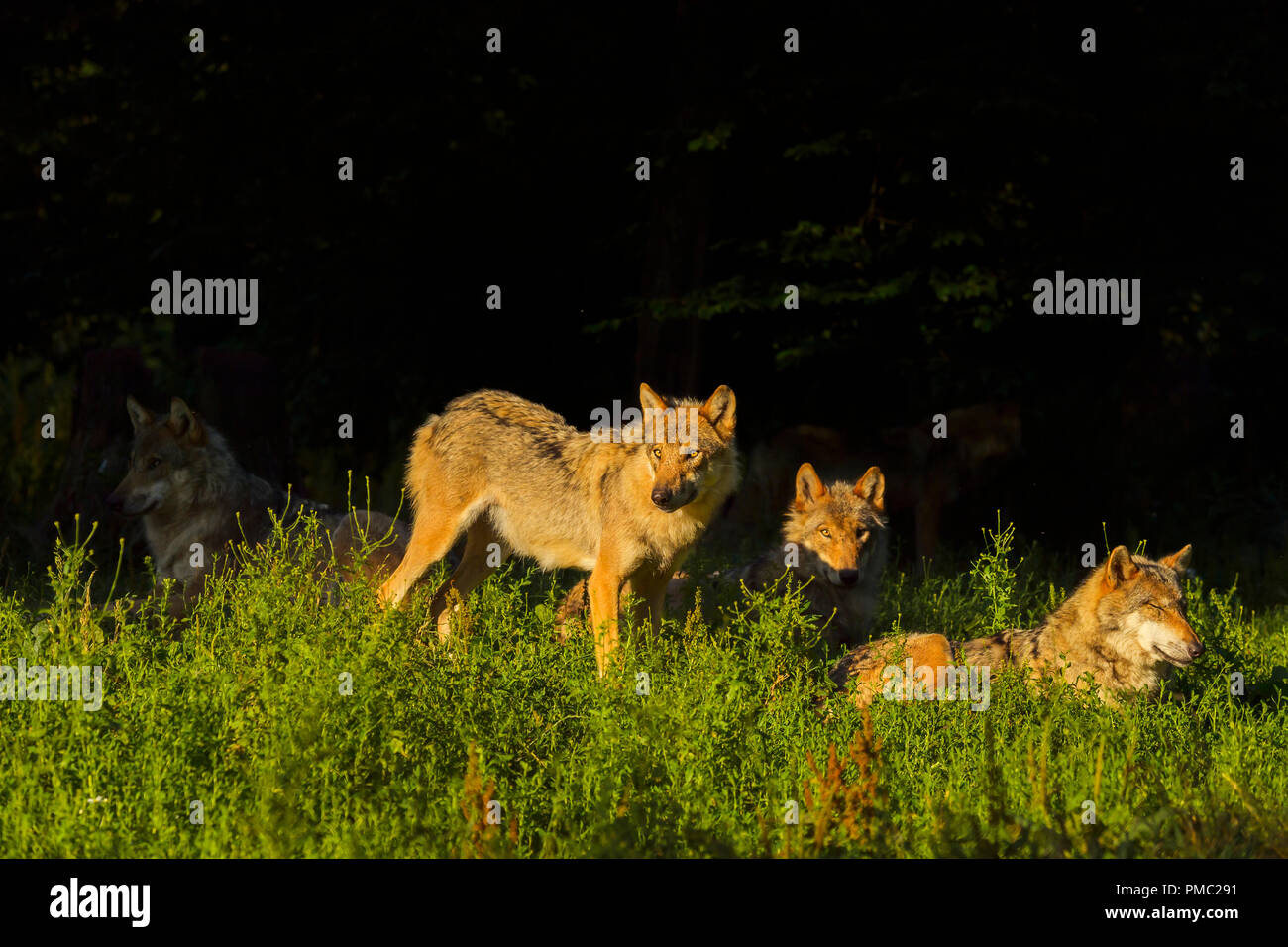 European Gray Wolf, Canis lupus lupus, Pack Wolves, Germany Stock Photo ...