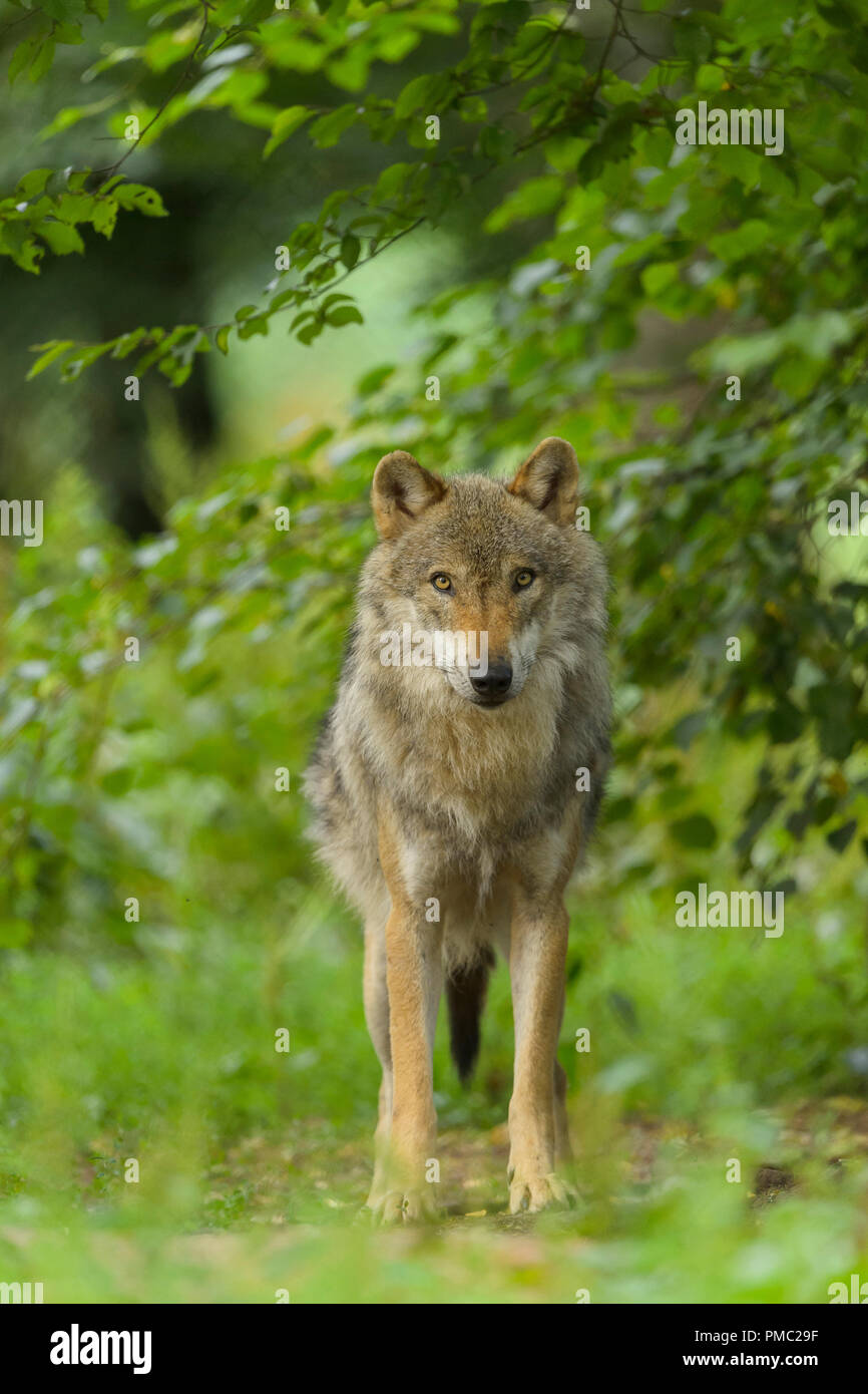 European Gray Wolf, Canis lupus lupus, Germany Stock Photo - Alamy