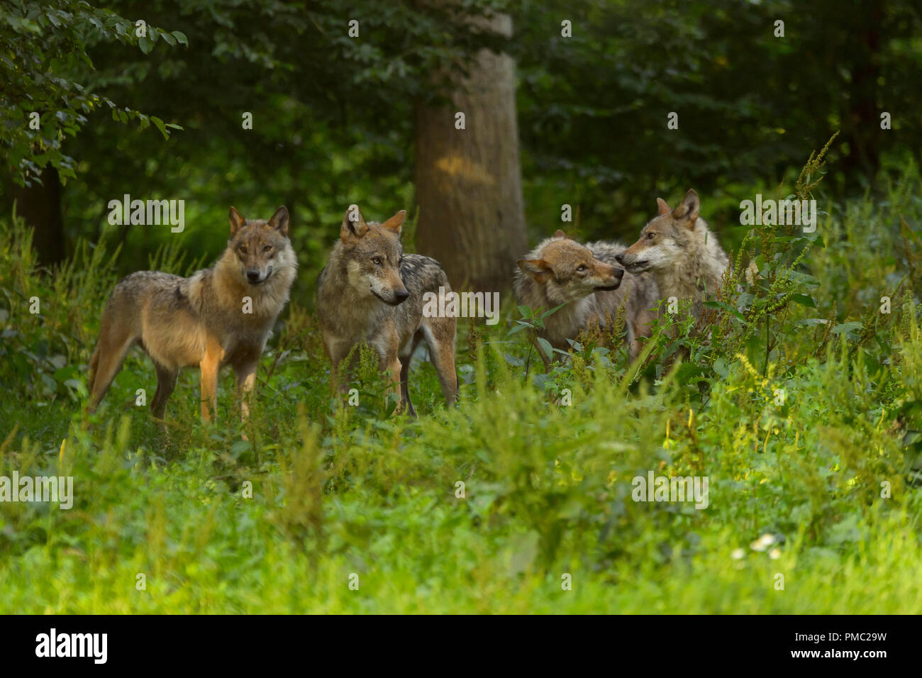 European Gray Wolf, Canis lupus lupus, Pack Wolves, Germany Stock Photo ...