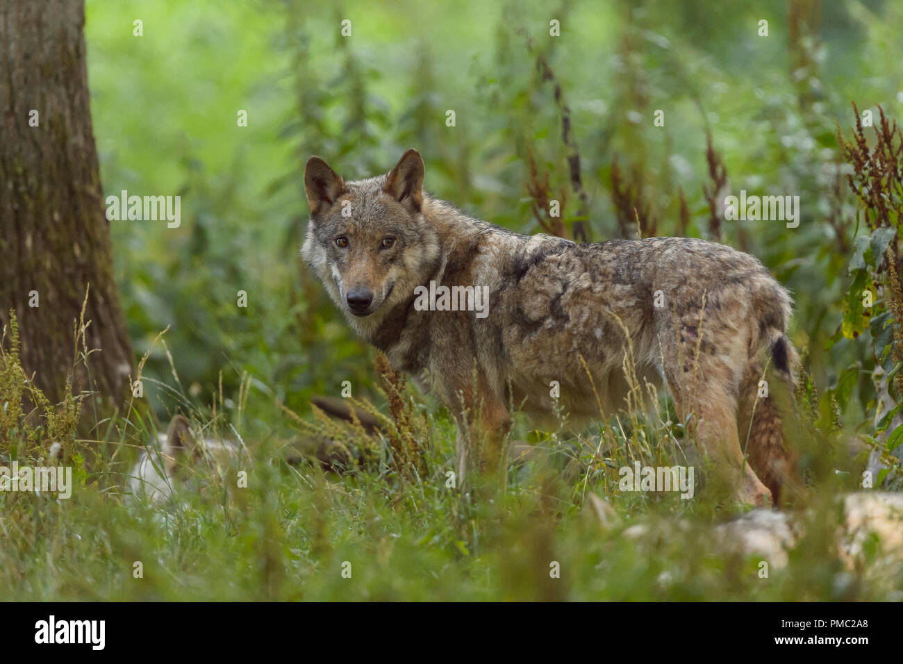 European Gray Wolf, Canis lupus lupus, Germany Stock Photo - Alamy