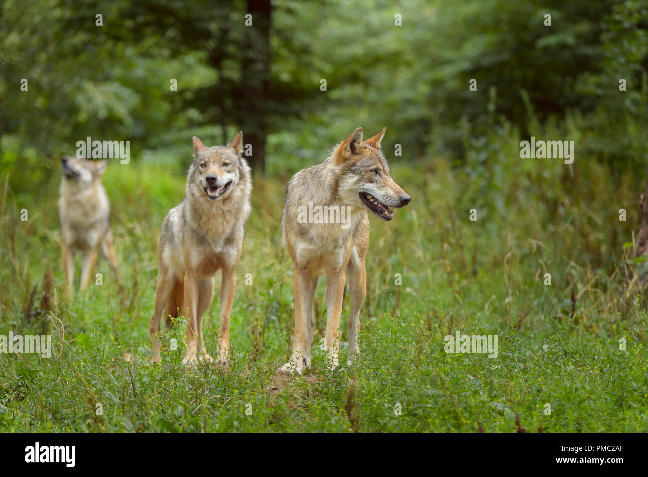 European Gray Wolf, Canis lupus lupus, Group of Wolves, Germany Stock ...