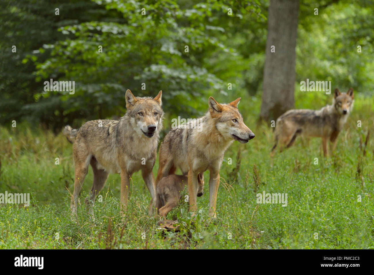 Gray wolf canis lupus group hi-res stock photography and images - Alamy