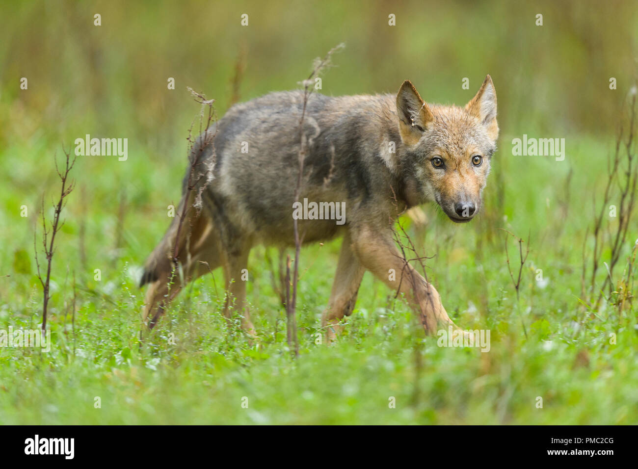 European Gray Wolf, Canis lupus lupus, Young Wolf, Germany Stock Photo ...