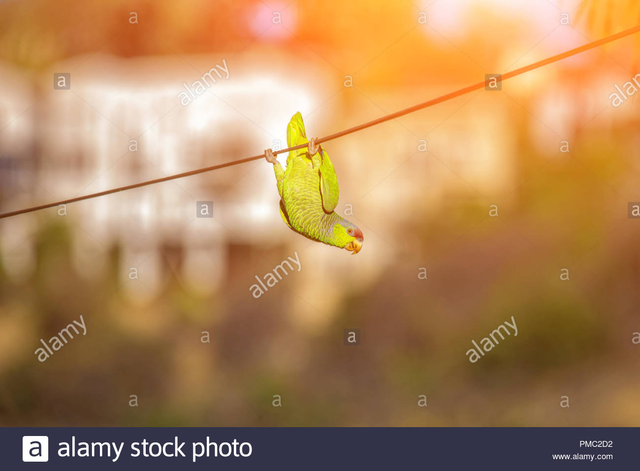 Green Parrot Hanging Stock Photos & Green Parrot Hanging Stock Images ...