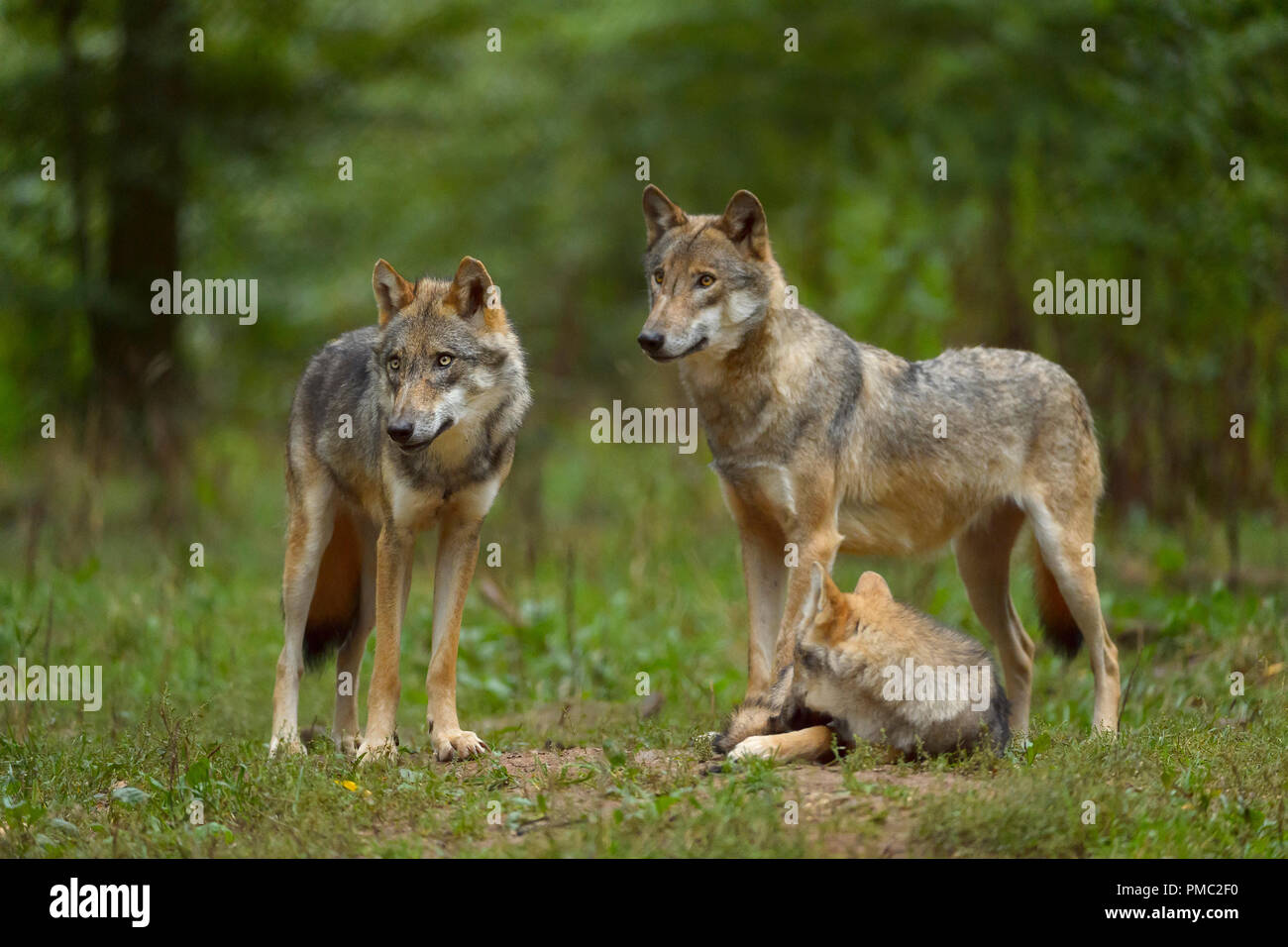 European Gray Wolf, Canis lupus lupus, Germany Stock Photo - Alamy