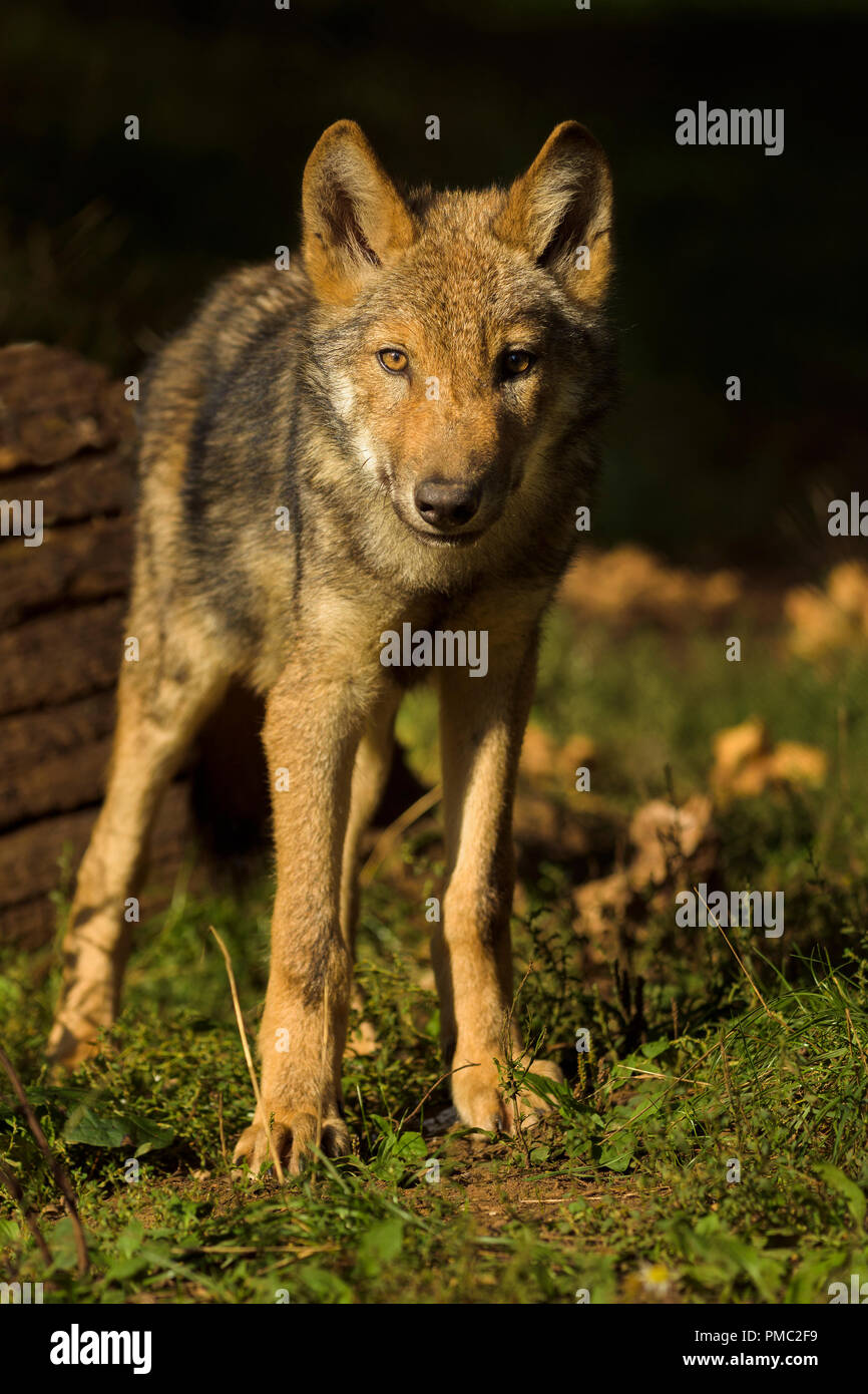 Wolf germany hi-res stock photography and images - Alamy
