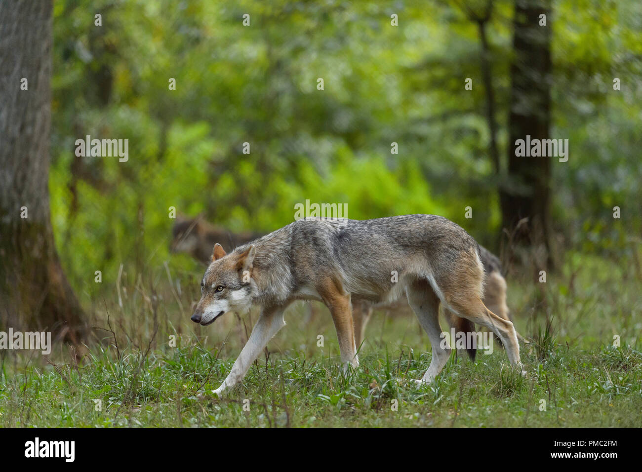 European Gray Wolf, Canis lupus lupus, Germany Stock Photo - Alamy