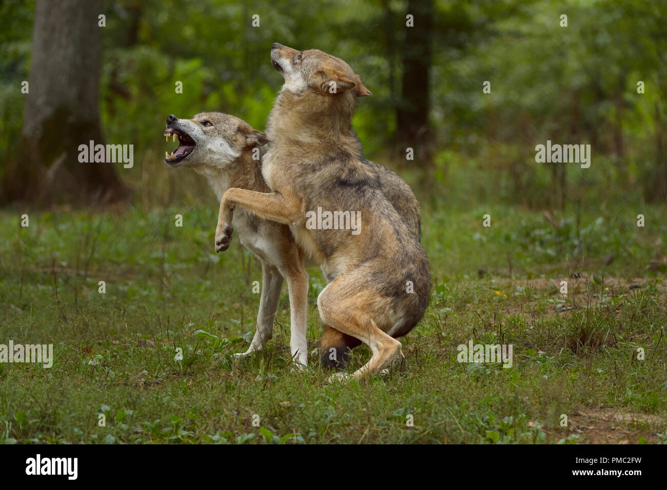 Two fighting wolves hi-res stock photography and images - Alamy