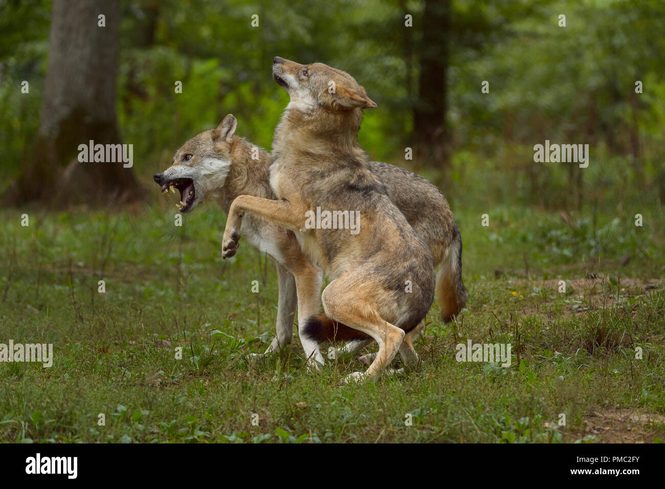 Two fighting wolves hi-res stock photography and images - Alamy
