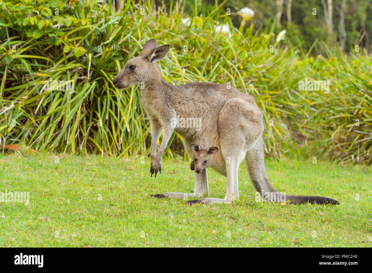 Grey Kangaroo, Macropus giganteus, Female with Joey in Pouch ...