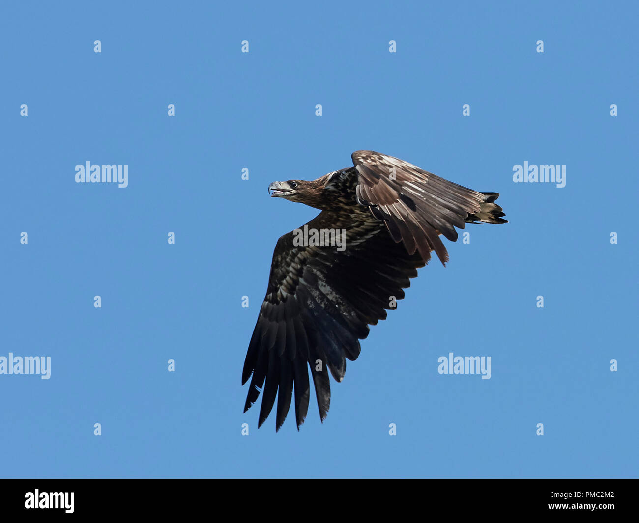 Eagle in the natural habitat hi-res stock photography and images - Alamy