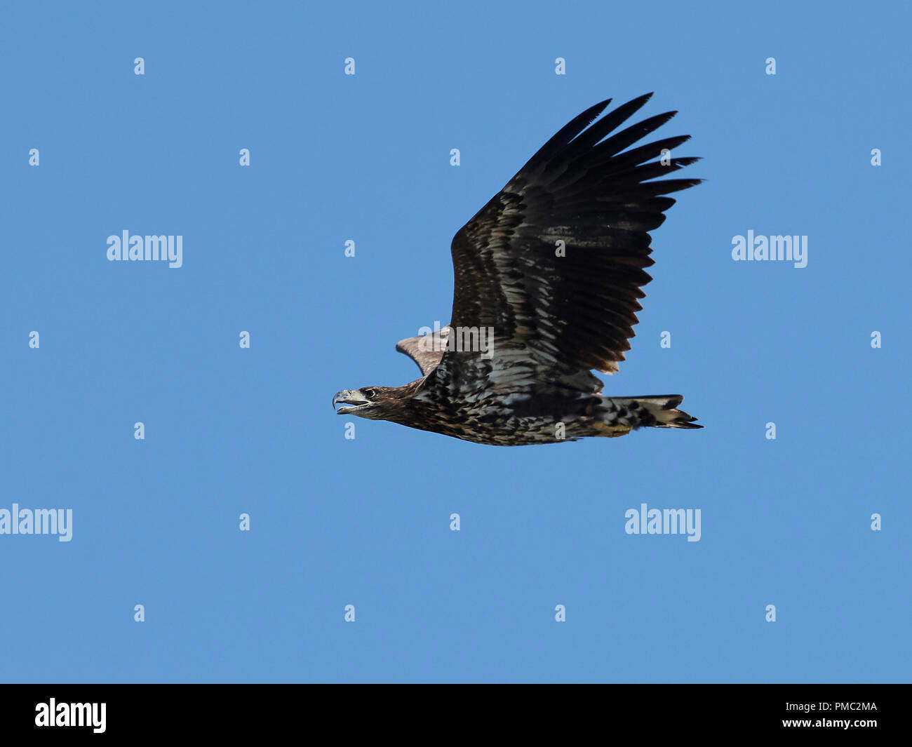 White-tailed eagle in its natural habitat in Denmark Stock Photo - Alamy