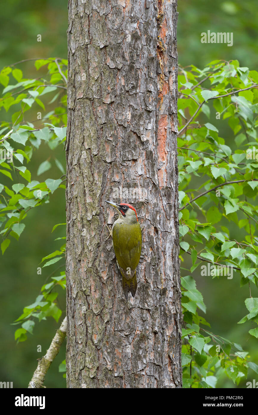 Green Woodpecker, Picus viridis, on Tree Stock Photo - Alamy