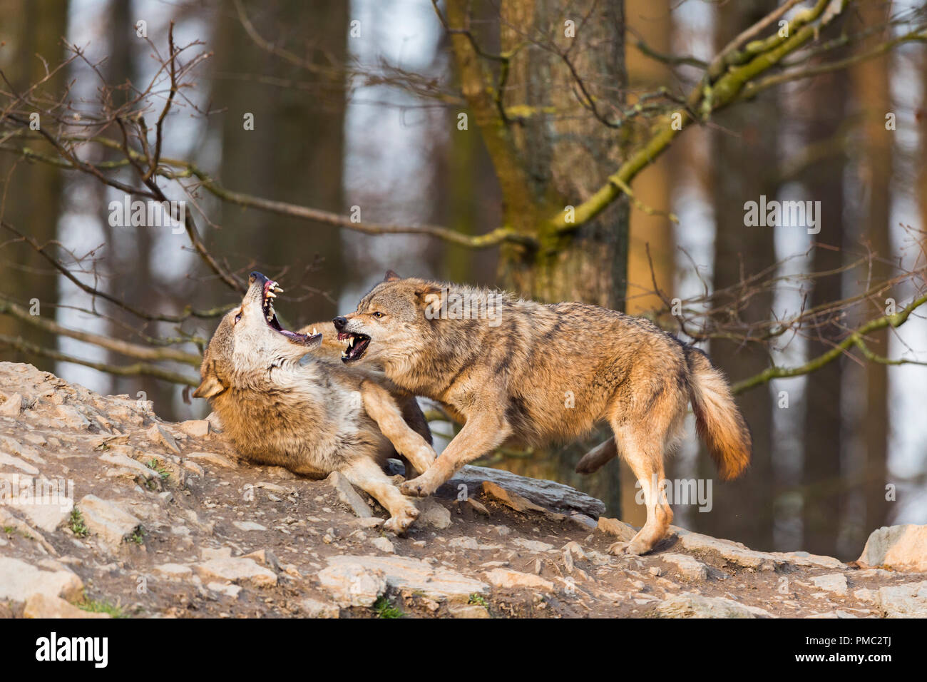 How Do Wolves Mate at Timothy Bottom blog