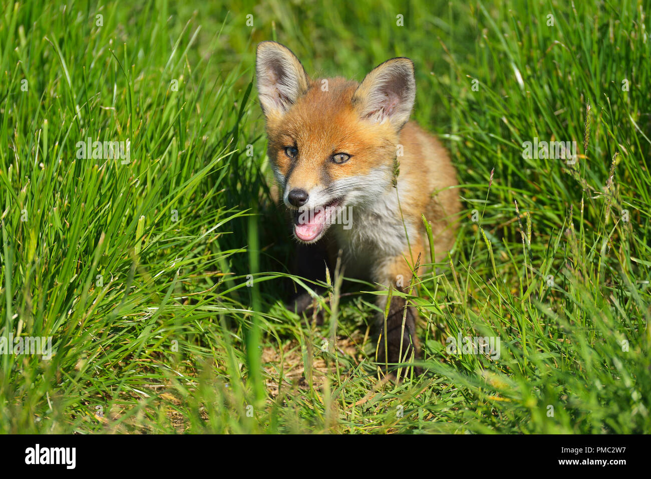 Red Fox, vulpes vulpes, Young Fox, Germany, Europe Stock Photo - Alamy
