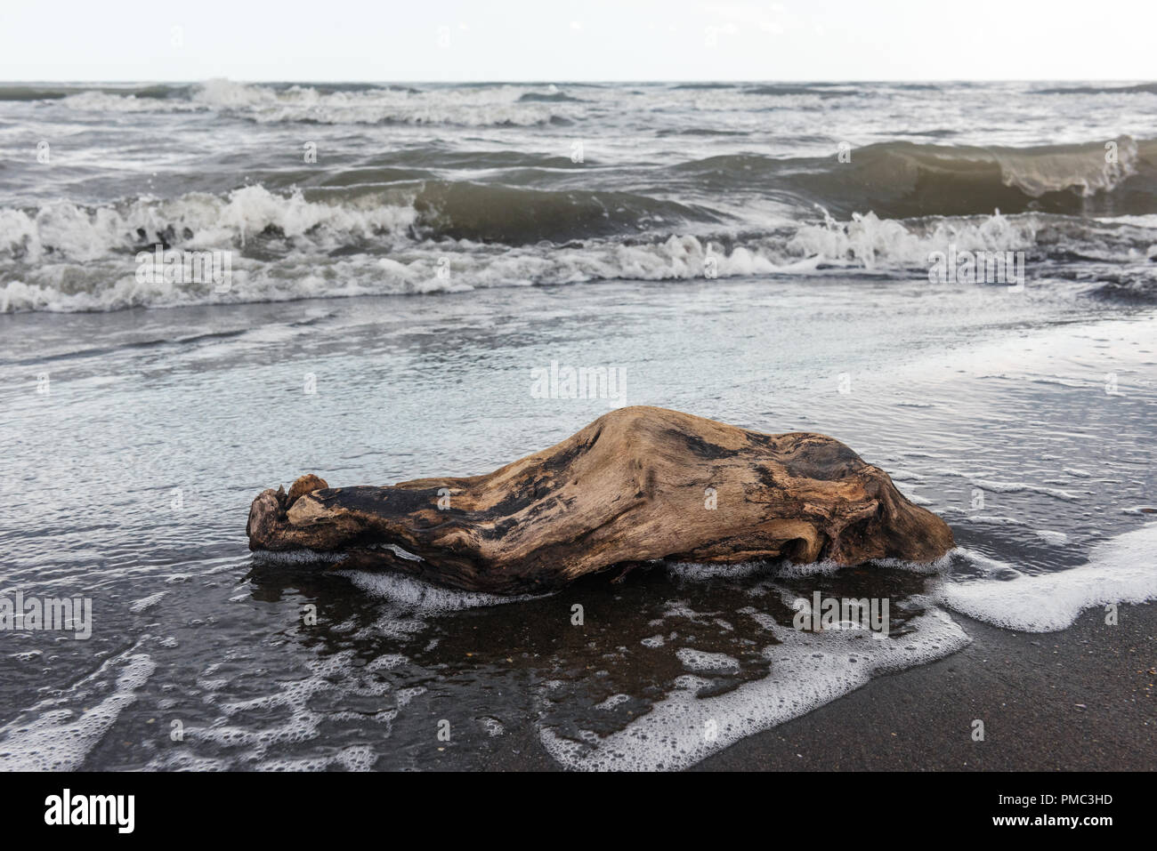 Old wooden snag on the sea shore Stock Photo - Alamy