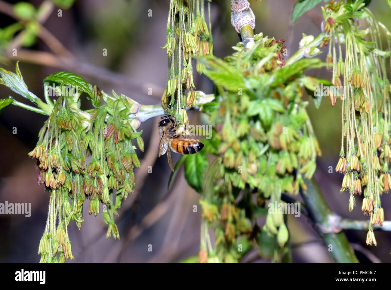 Bee interaction hi-res stock photography and images - Alamy