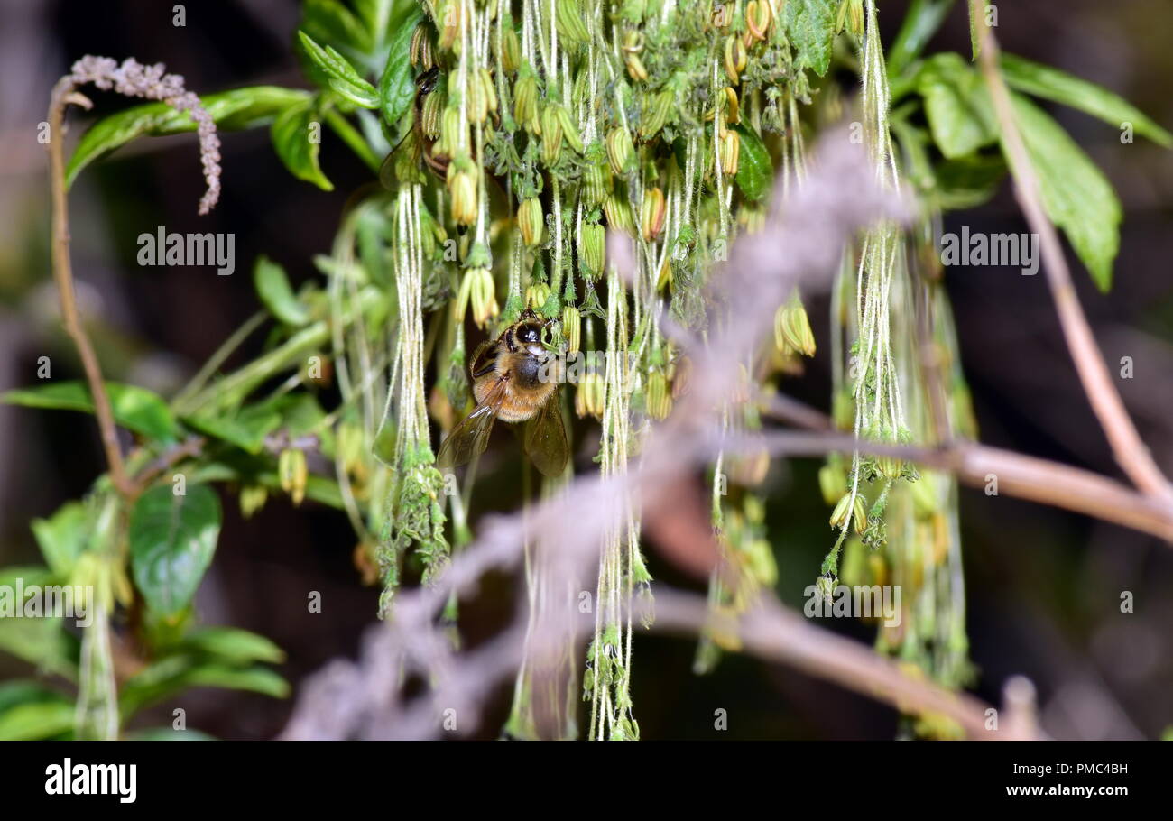 Pollination bee hi-res stock photography and images - Alamy