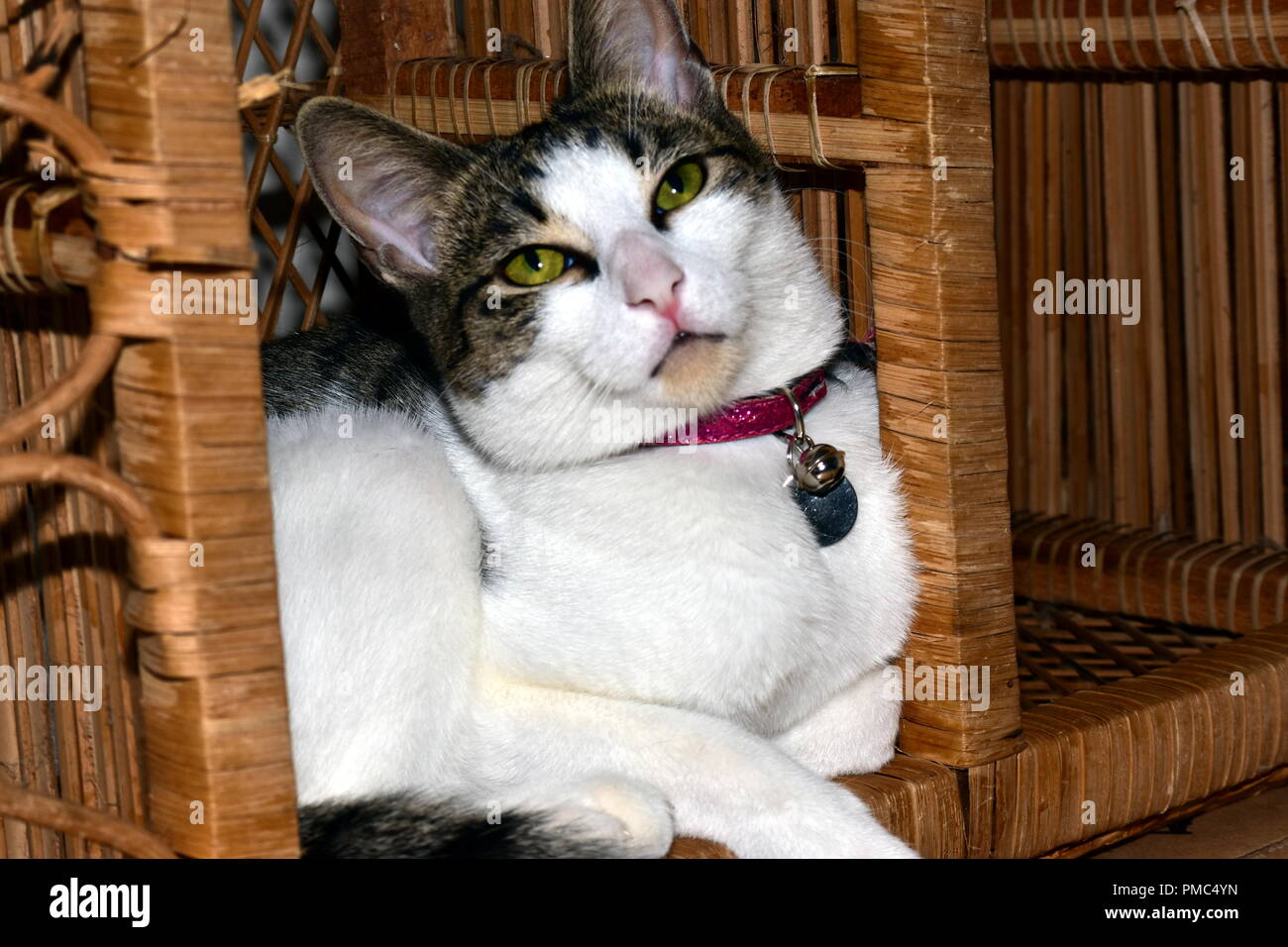 Cat in cane basket Stock Photo - Alamy